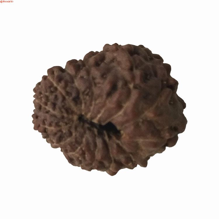 Buy 13 Mukhi Rudraksha online